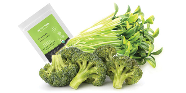 New Study: Detox With Broccoli Sprouts - Sprout Living